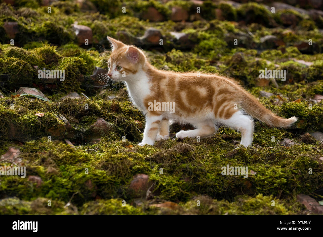 European Shorthair cat Kitten (9 weeks old) walking on a moss-covered ...