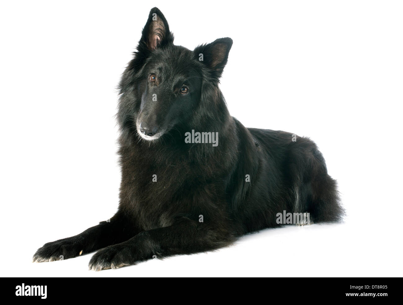 picture of a purebred belgian sheepdog groenendael Stock Photo - Alamy