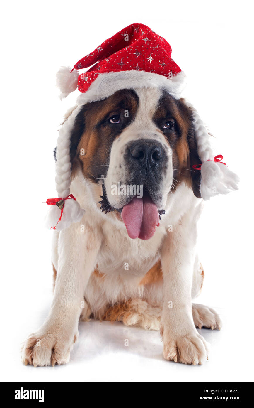 portrait of a purebred Saint Bernard with hat in a studio Stock Photo ...