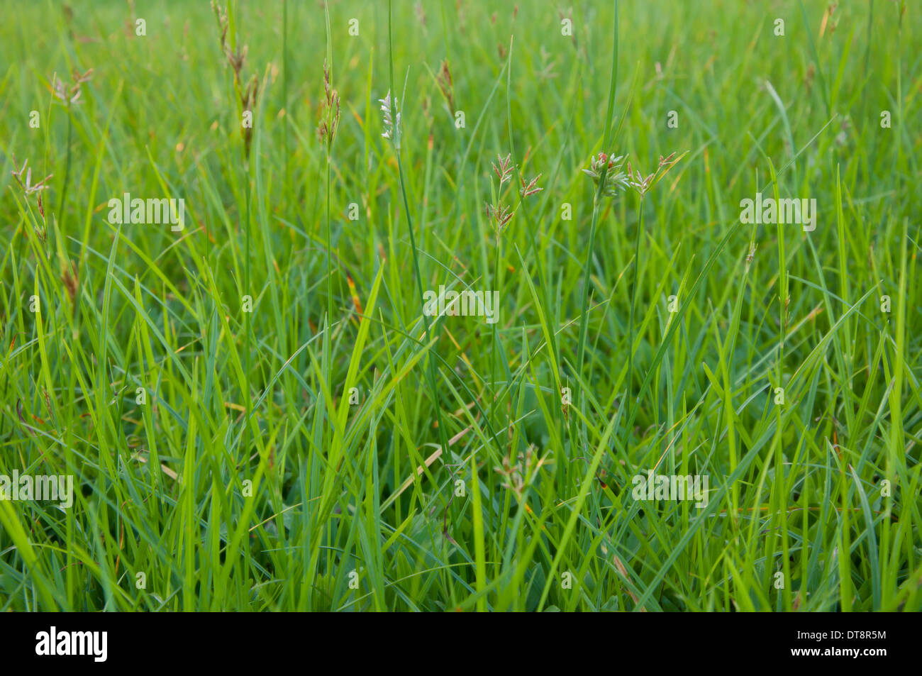 Close up meadow grass in hi-res stock photography and images - Alamy
