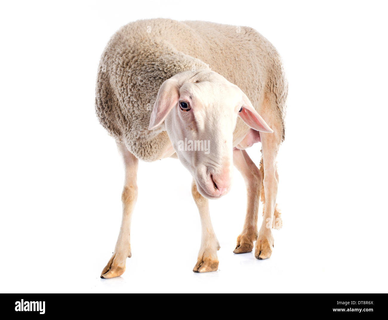 adult ewe in front of white background Stock Photo - Alamy