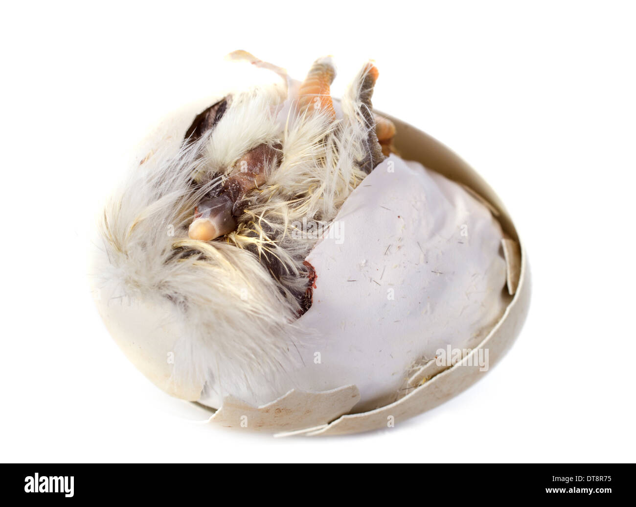 hatching of a chick in front of white background Stock Photo - Alamy