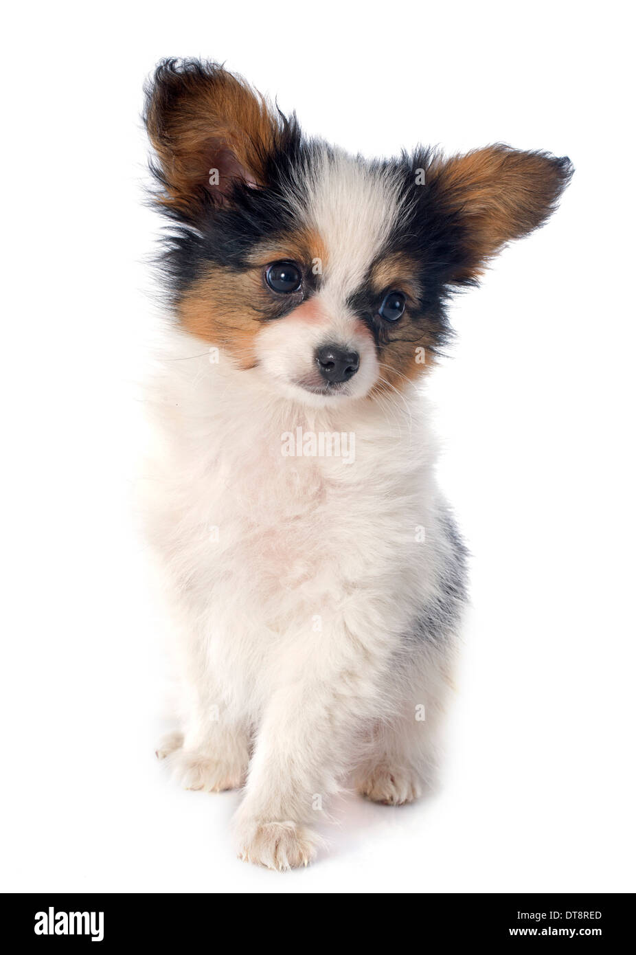 papillon puppy in front of white background Stock Photo - Alamy