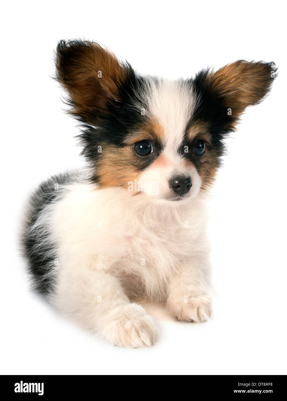papillon puppy in front of white background Stock Photo - Alamy
