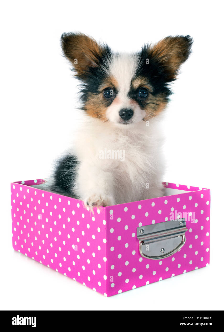 papillon puppy in a box in front of white background Stock Photo - Alamy