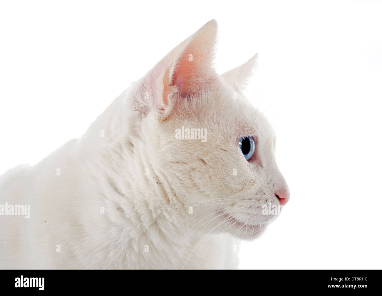 white cat in front of white background Stock Photo - Alamy