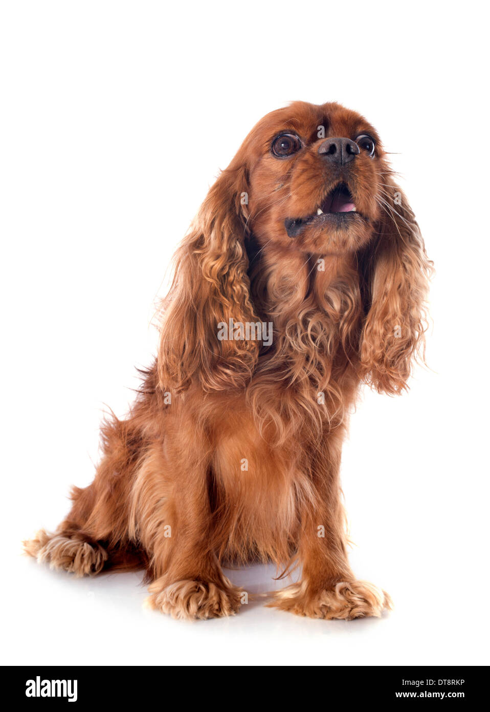 Does The Cavalier King Charles Spaniel Bark