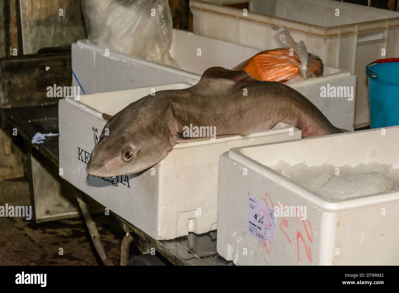 Dead shark hi-res stock photography and images - Alamy