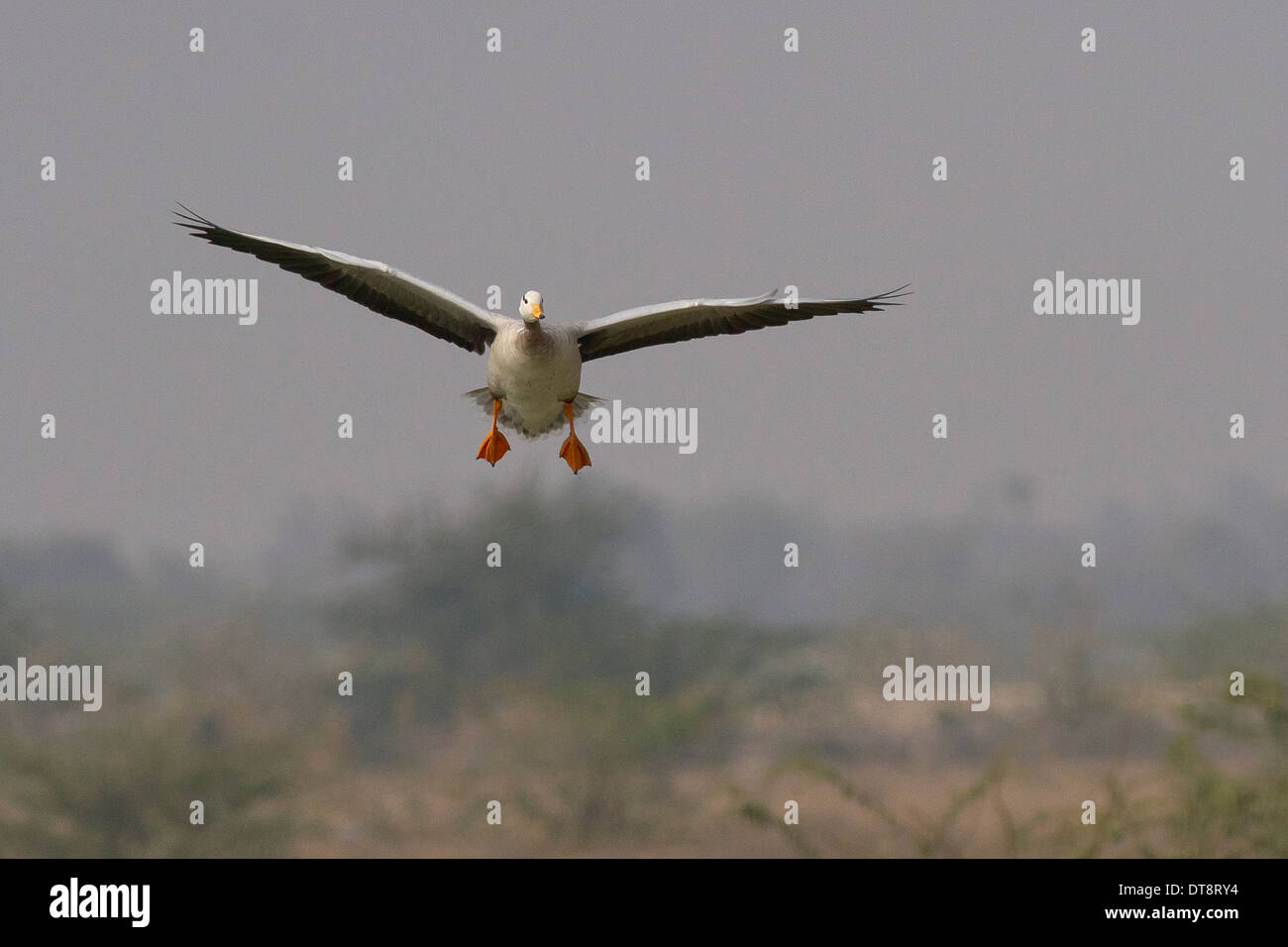 Bar-headed Goose (Anser indicus) in flight at Taal Chhapar wildlife ...
