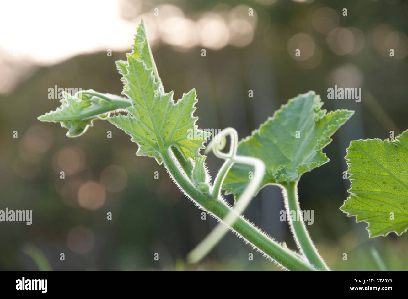 Pumpkin branch on green background Stock Photo - Alamy