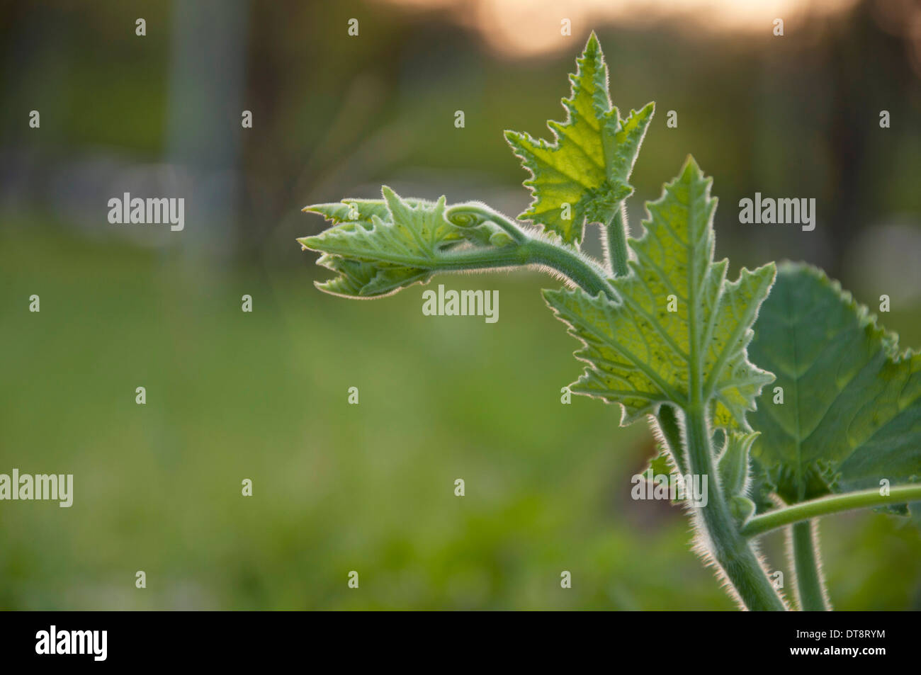 Pumpkin branch on green background Stock Photo - Alamy
