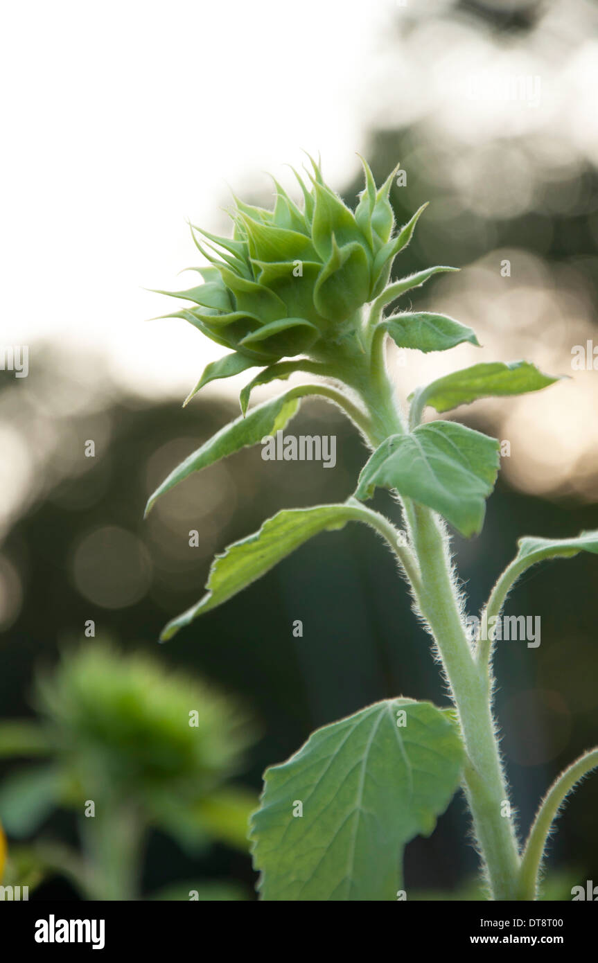 Shape of budding Sunflower Stock Photo - Alamy