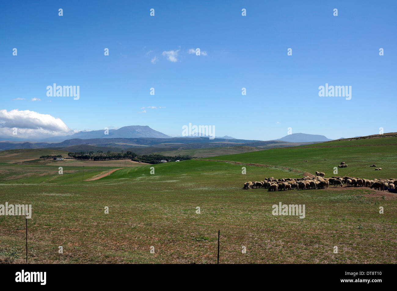 Boland agriculture western cape province hi-res stock photography and ...