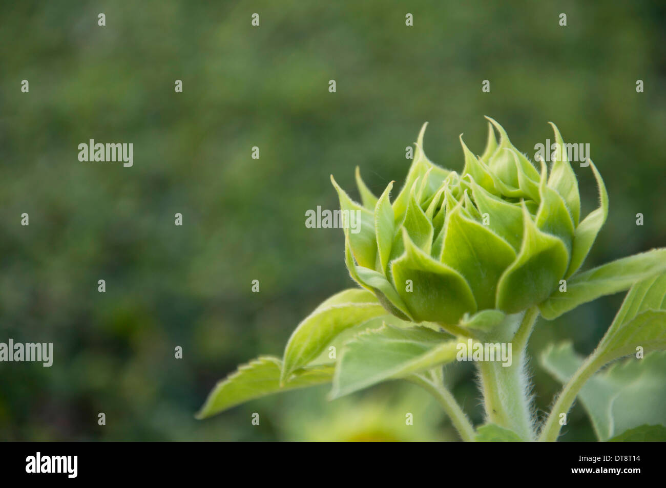 Shape of budding Sunflower Stock Photo - Alamy