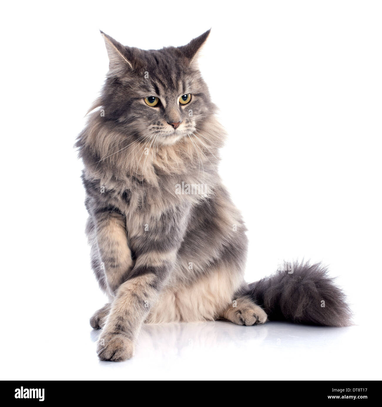 portrait of a purebred maine coon cat on a white background Stock Photo ...