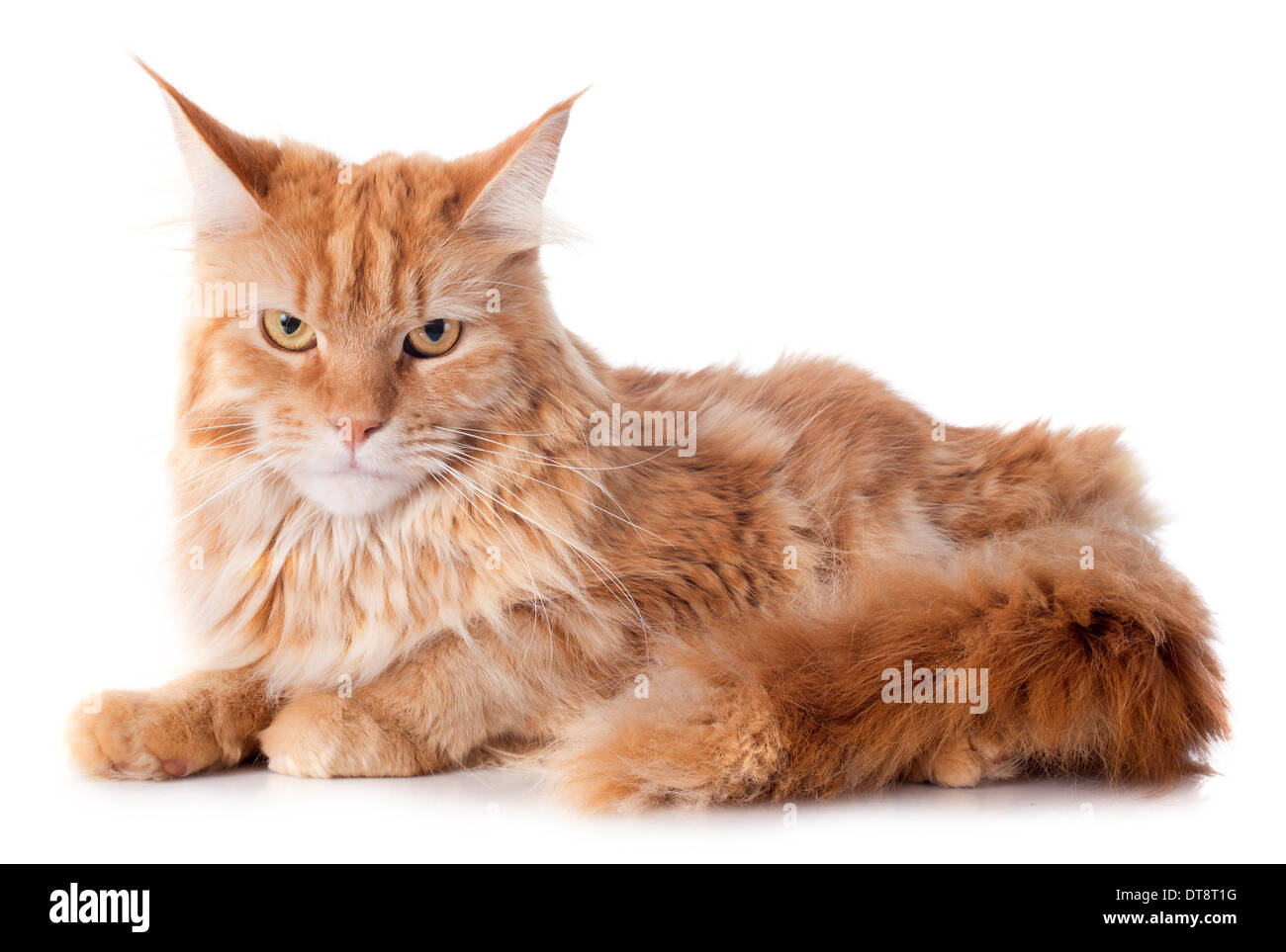 portrait of a purebred maine coon cat on a white background Stock Photo ...
