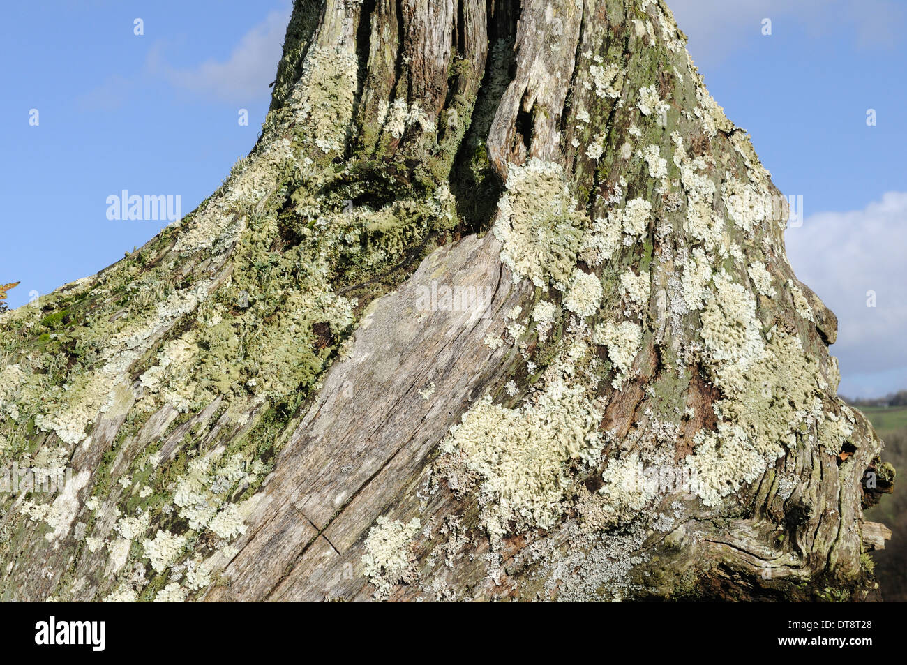 Dead oak tree hi-res stock photography and images - Alamy