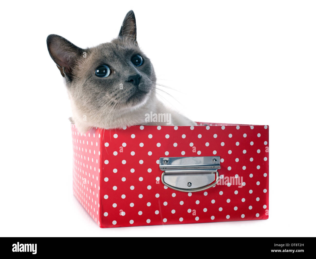 beautiful purebred siamese cat in box in front of white background ...