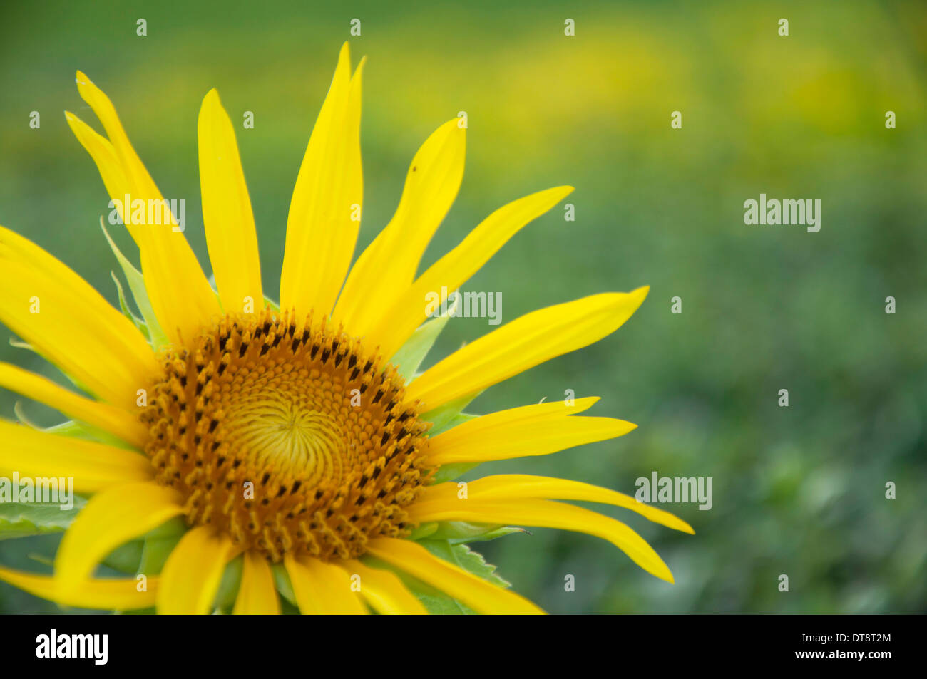 Sunflower on green background Stock Photo - Alamy