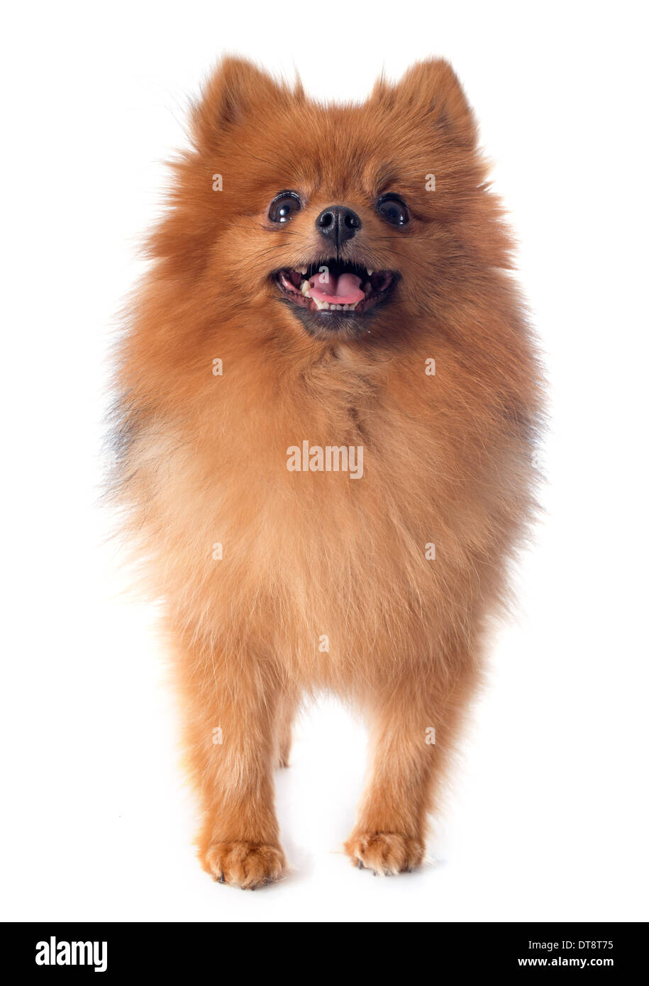 Miniature german spitz hi-res stock photography and images - Alamy