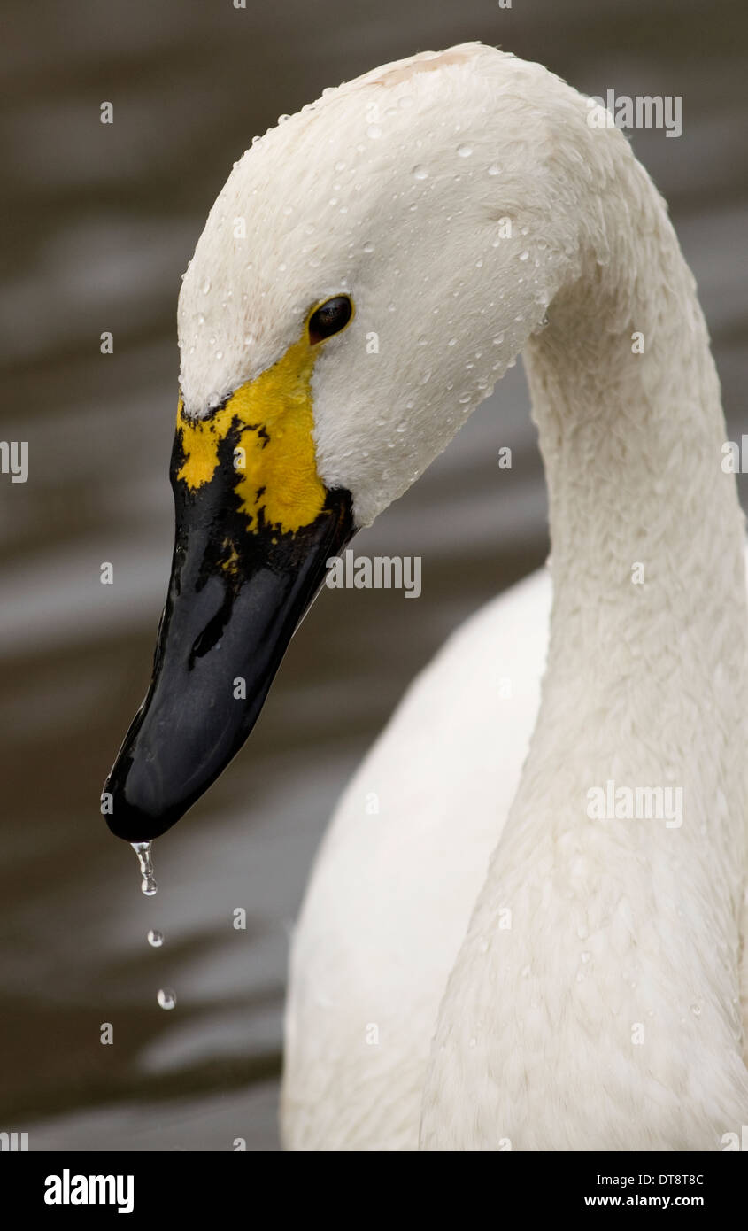 Swans at slimbridge hi-res stock photography and images - Alamy