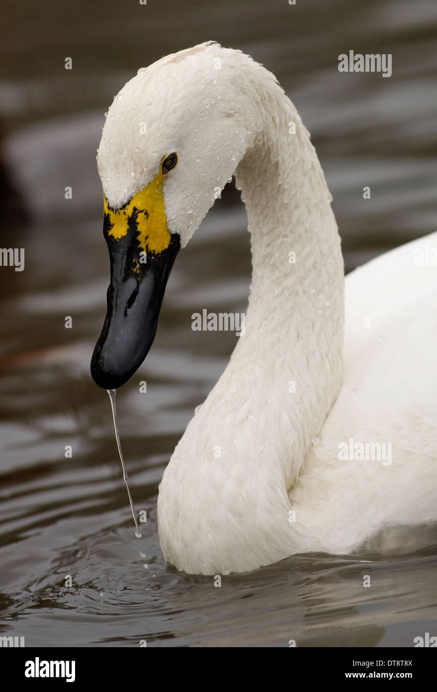 Wetlands swans hi-res stock photography and images - Alamy