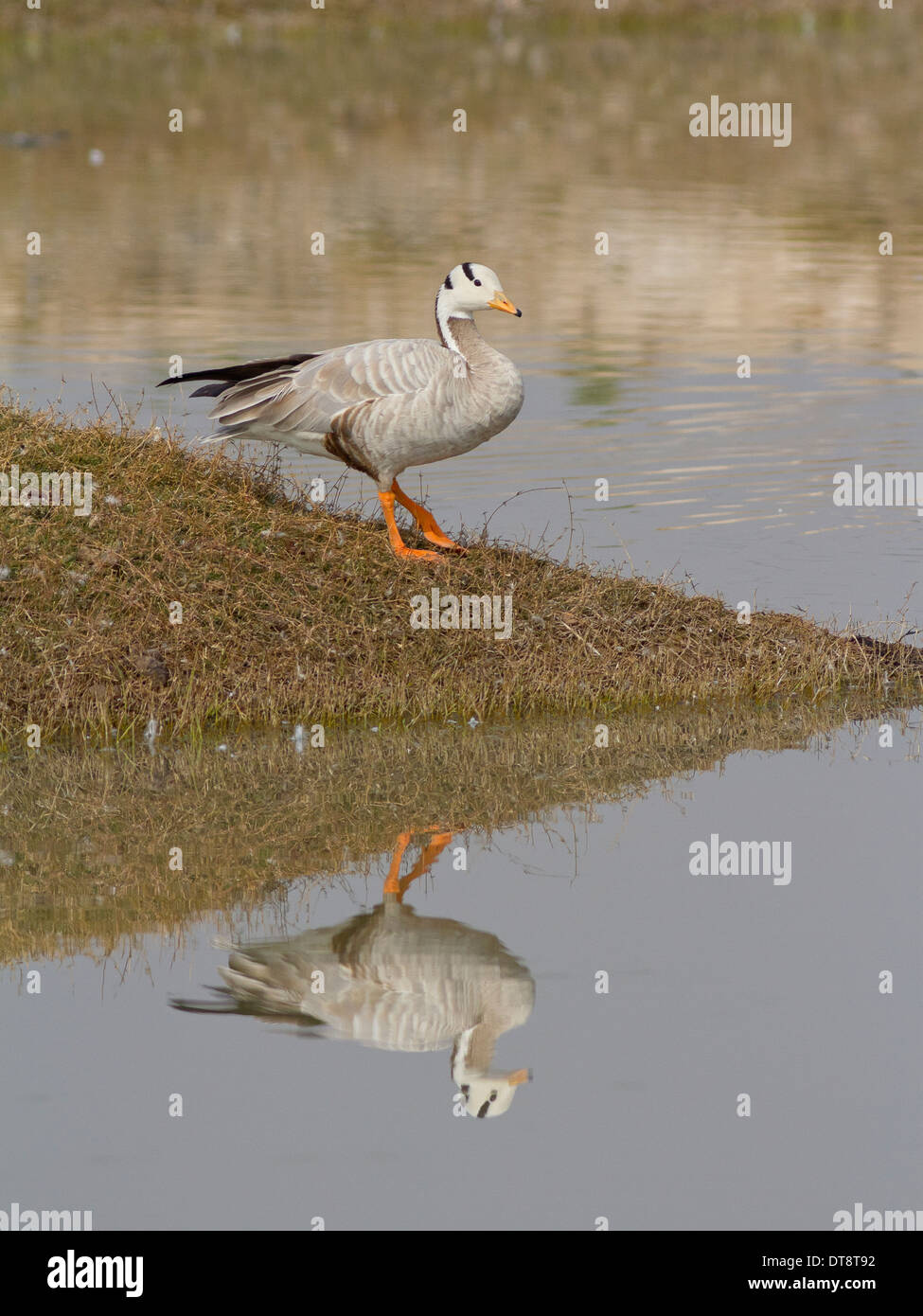 Anser indicus flock hi-res stock photography and images - Alamy