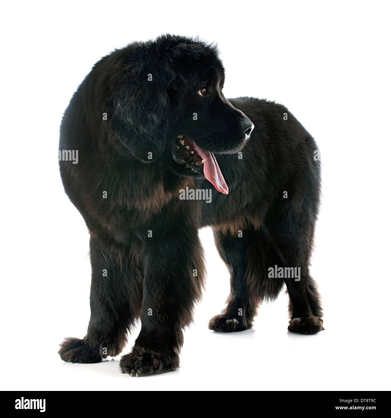 newfoundland dog in front of white background Stock Photo - Alamy