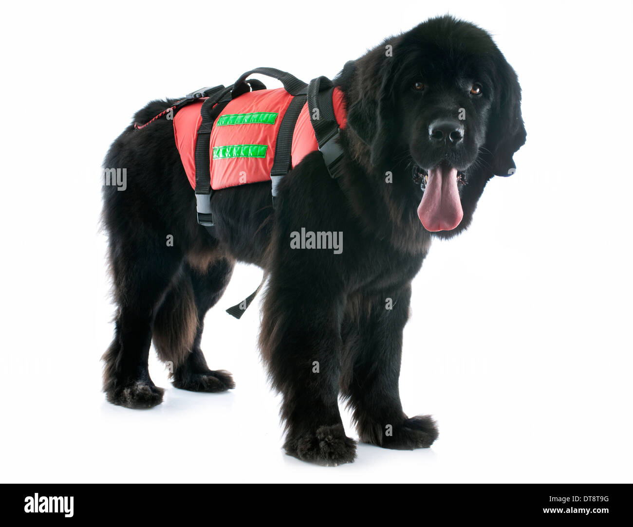 Water rescue dog newfoundland hi-res stock photography and images - Alamy