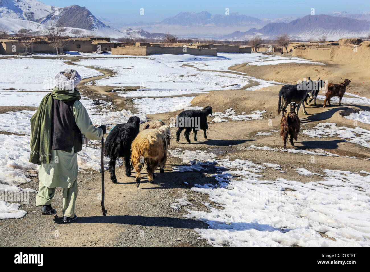 An elderly Afghan villager herds sheep and goats through the ...