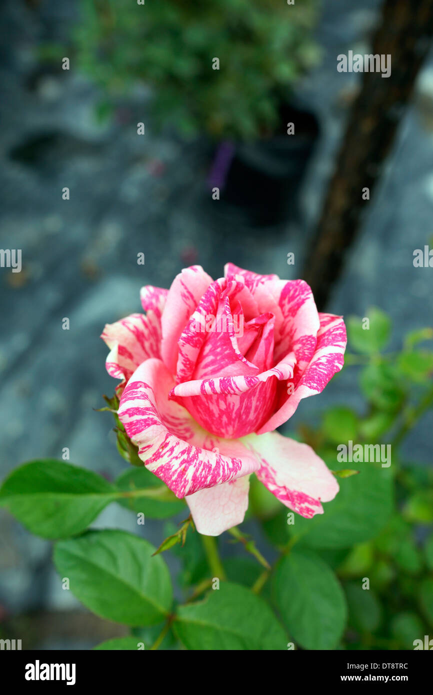 Pink intuition rose for sale at Ludwig's Roses on the farm Joostenberg ...