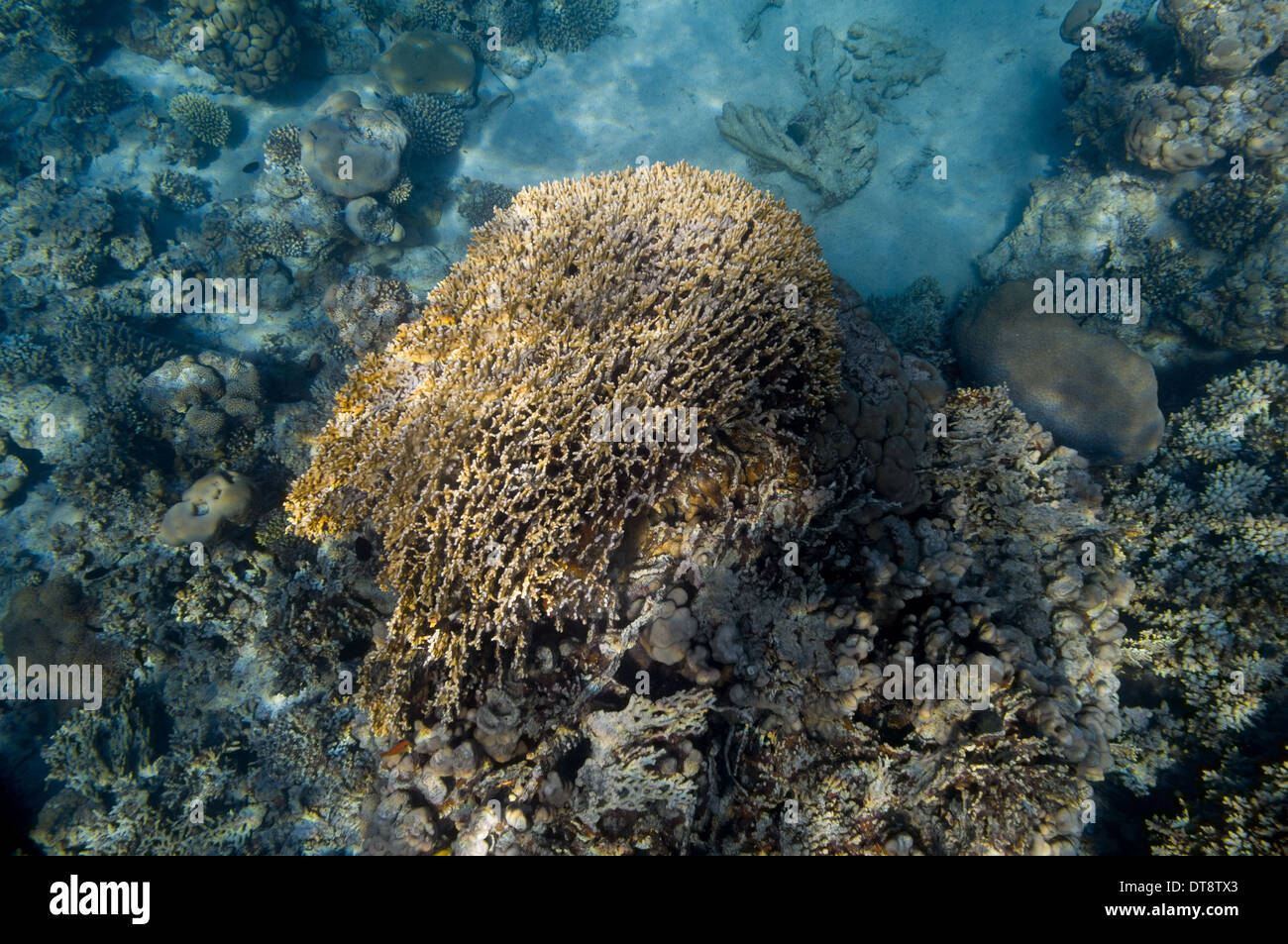 Coral formation in the red sea near aqaba hi-res stock photography and ...