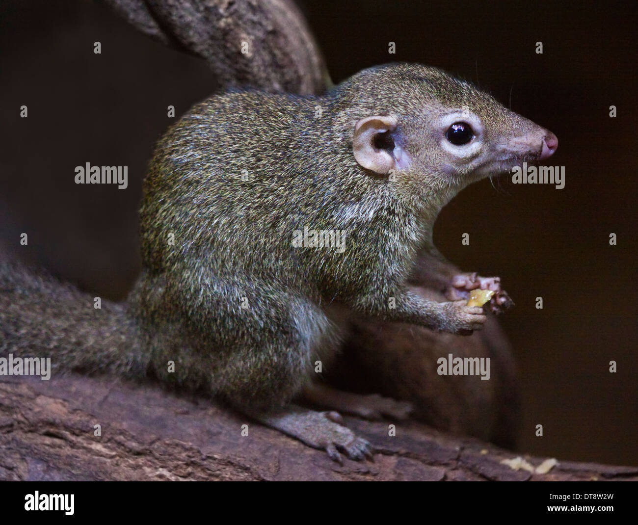 Tupaia hi-res stock photography and images - Alamy