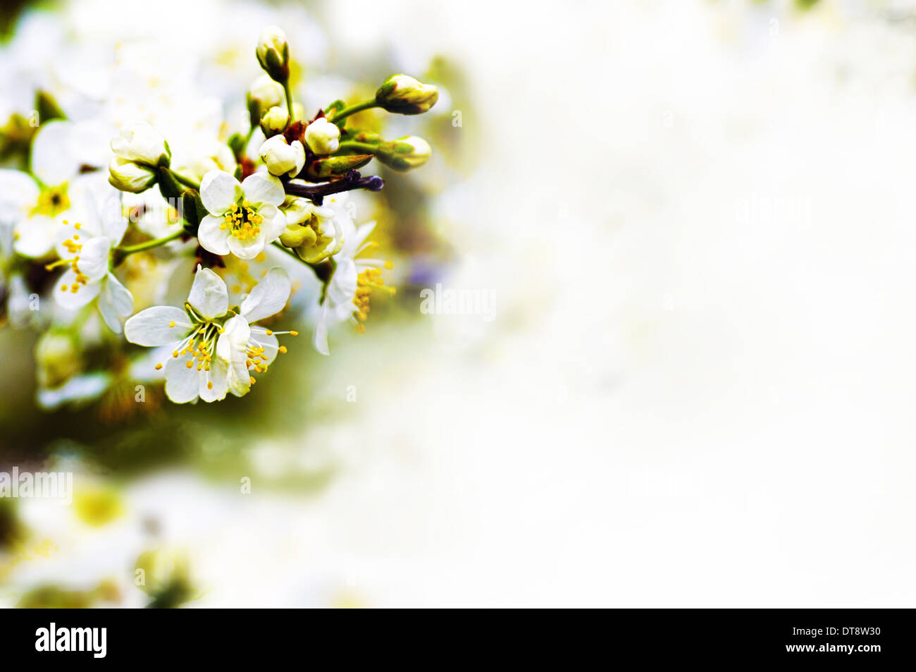Beautiful spring bokeh Stock Photo - Alamy