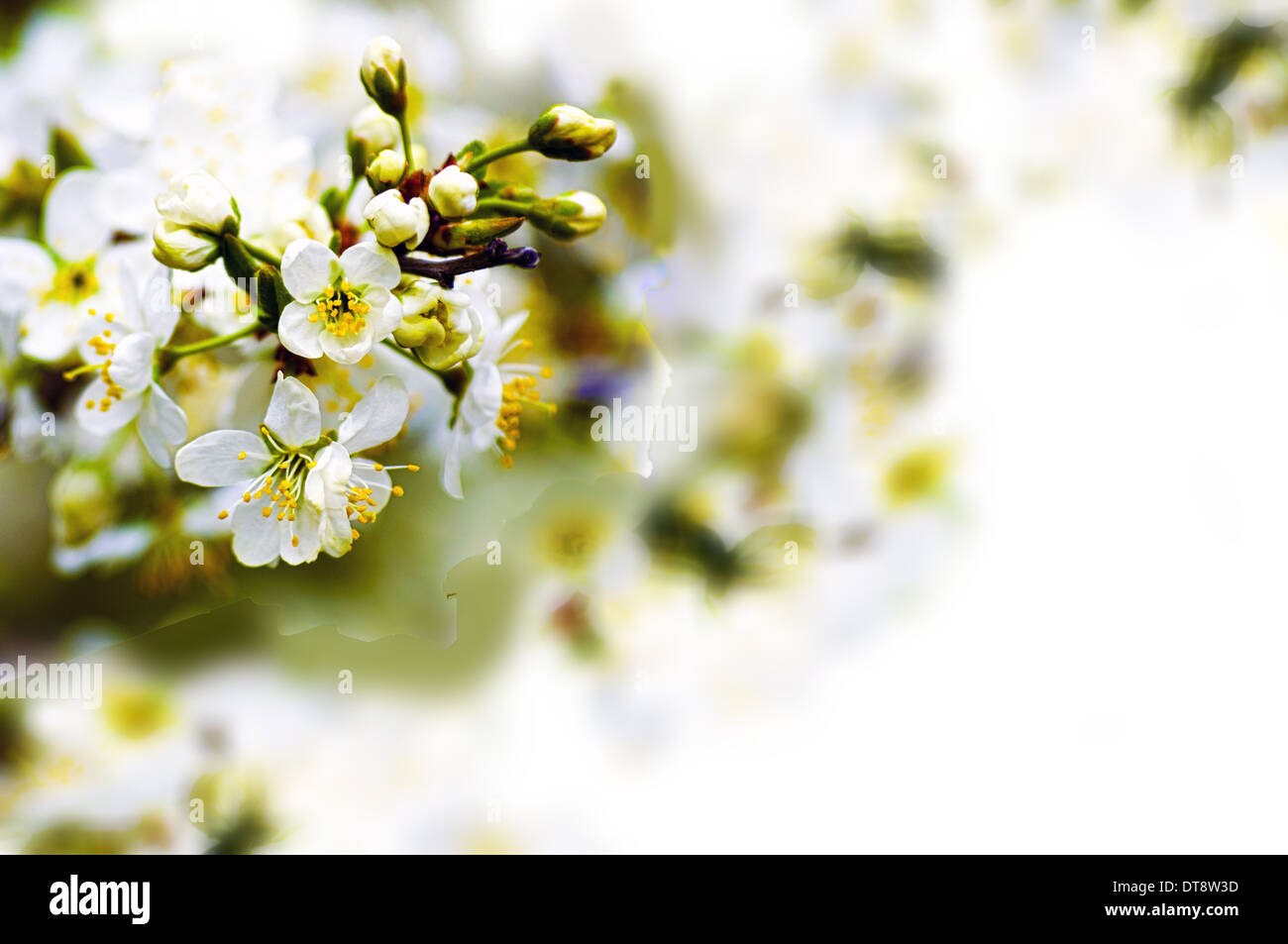 Beautiful spring bokeh Stock Photo - Alamy