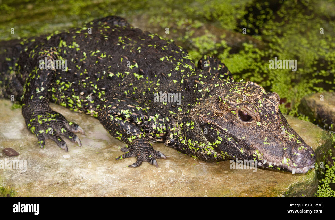 West African Dwarf Crocodile (osteolaemus tetraspis Stock Photo - Alamy