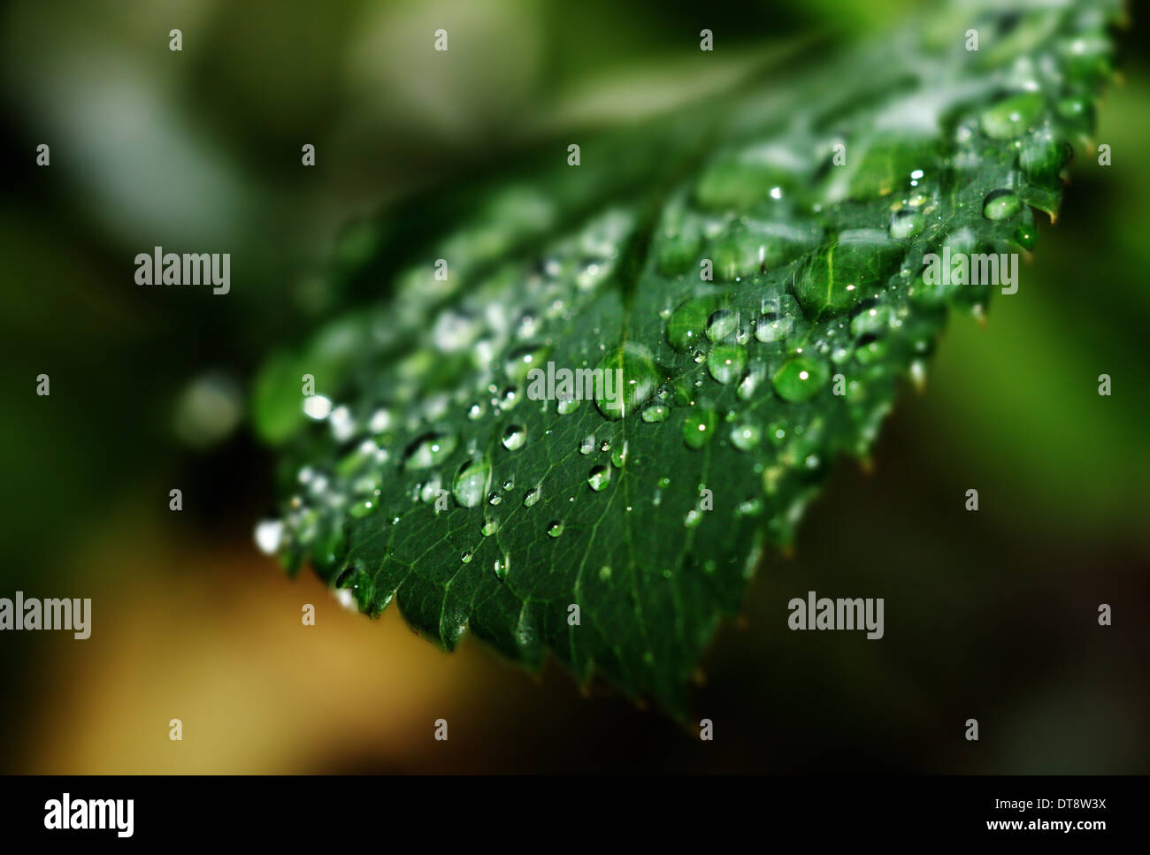 Beautiful spring bokeh Stock Photo - Alamy