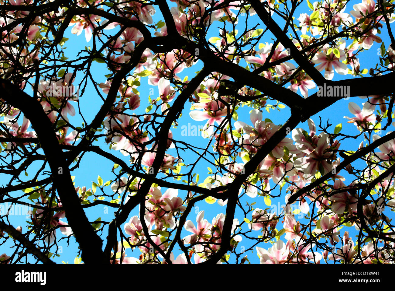 beautiful magnolia canopy blue sky Jane Ann Butler Photography JABP1152 ...