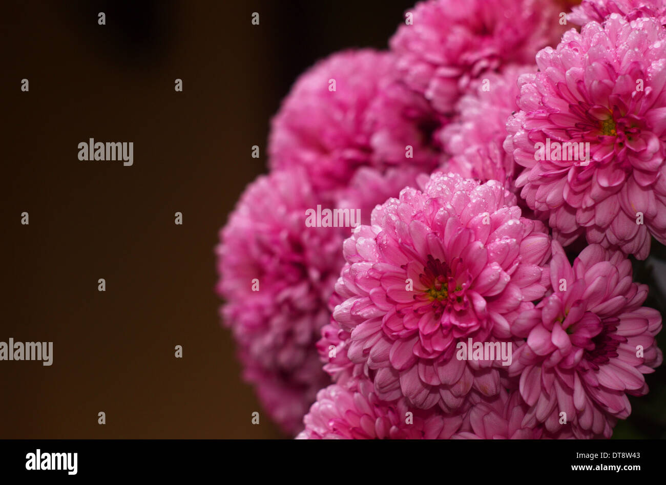 Beautiful spring bokeh Stock Photo - Alamy