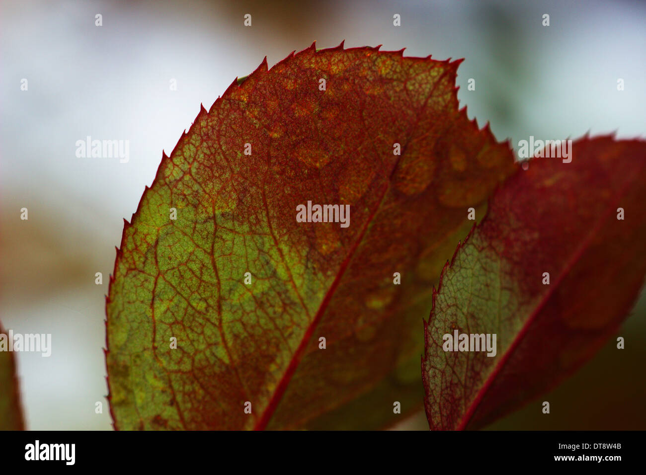 Beautiful spring bokeh Stock Photo - Alamy