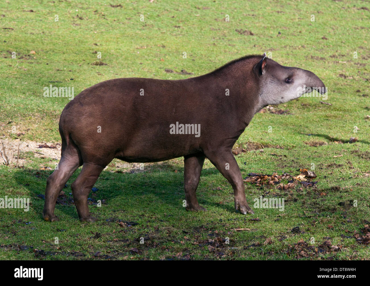Brazilian tapir hi-res stock photography and images - Alamy