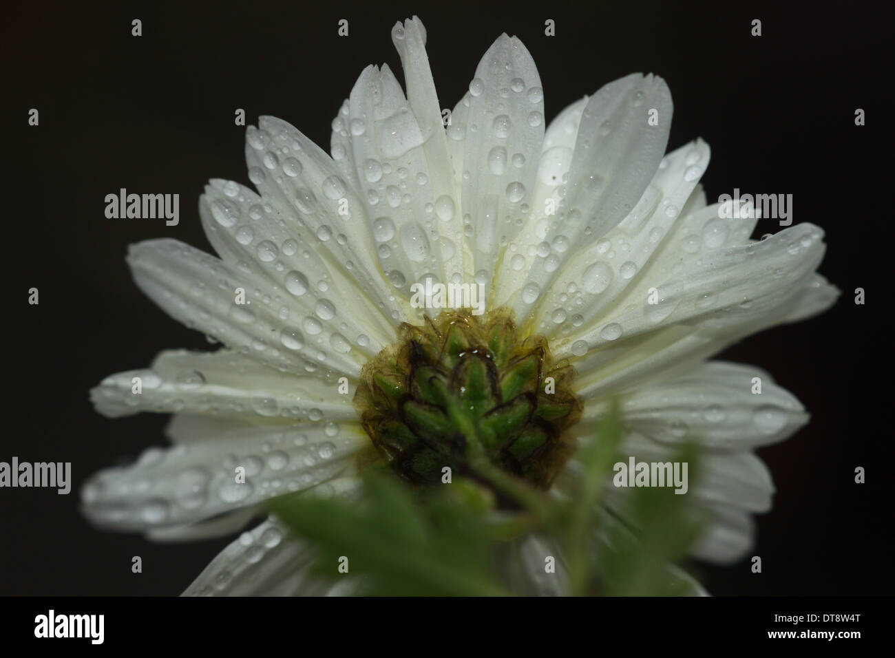 Beautiful spring bokeh Stock Photo - Alamy