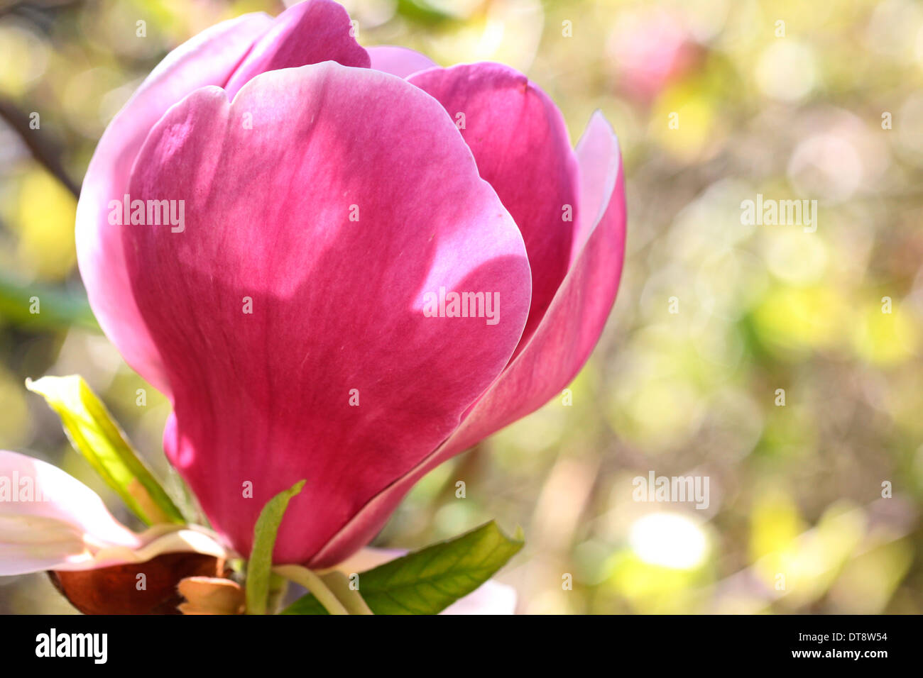 wonderful pink magnolia bloom, a Spring favourite - beauty in nature ...