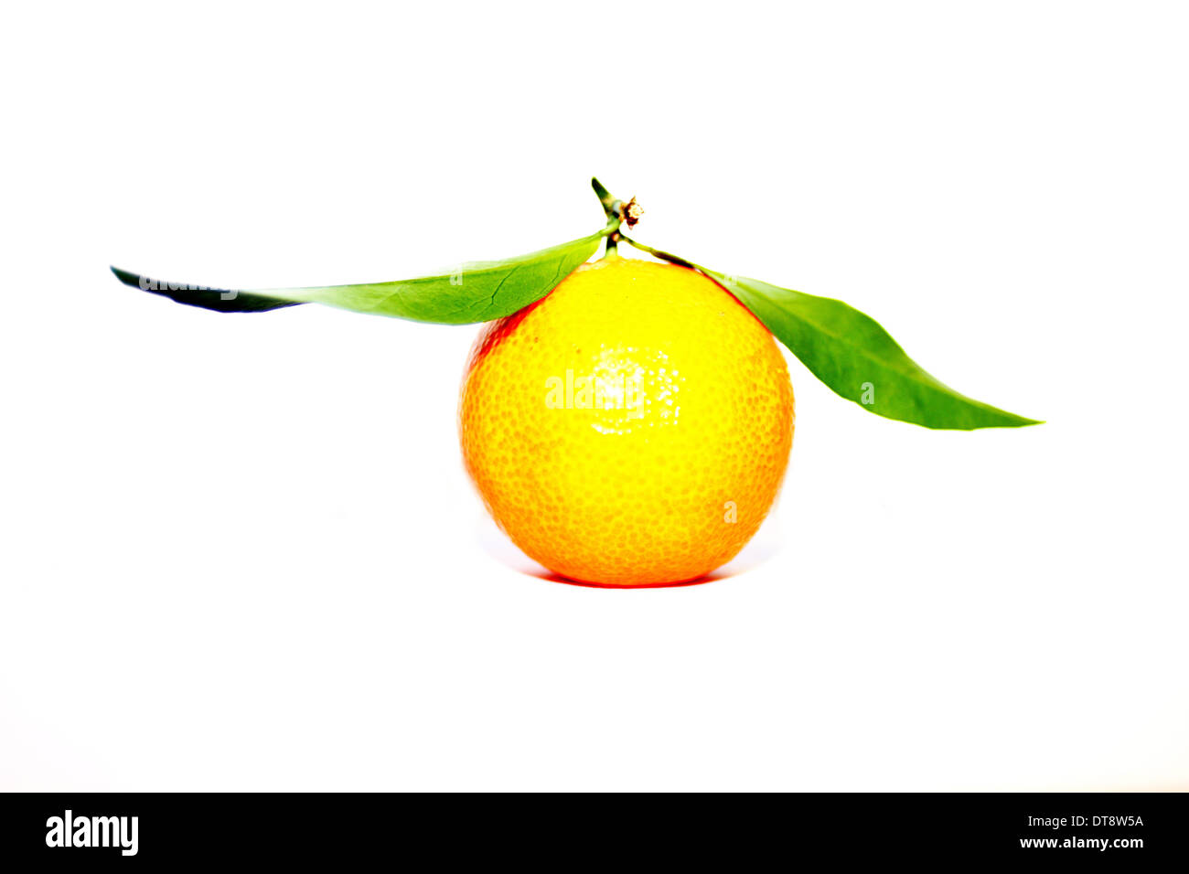 Clementine - Stock Image Stock Photo - Alamy