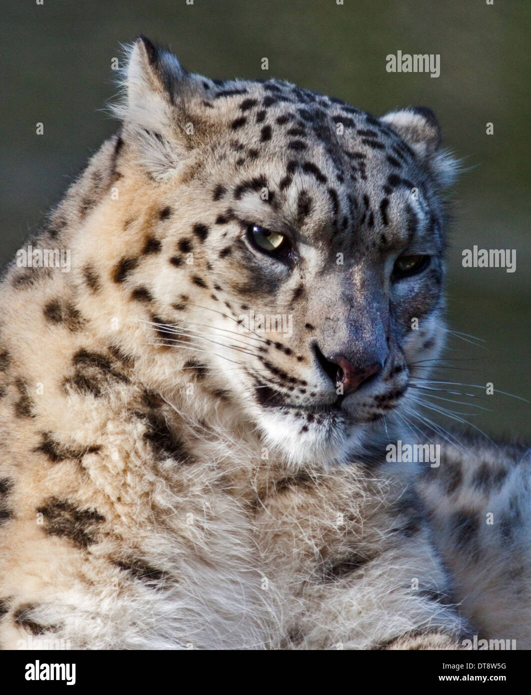 Snow Leopard (uncia uncia) Irina, Marwell Wildlife, UK Stock Photo - Alamy