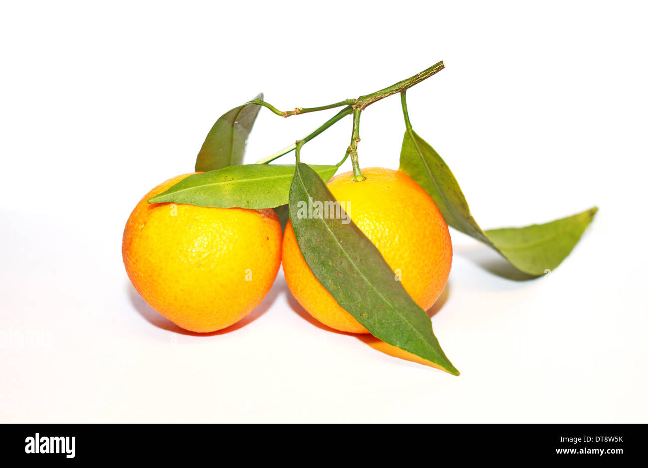 Satsuma segment hi-res stock photography and images - Alamy