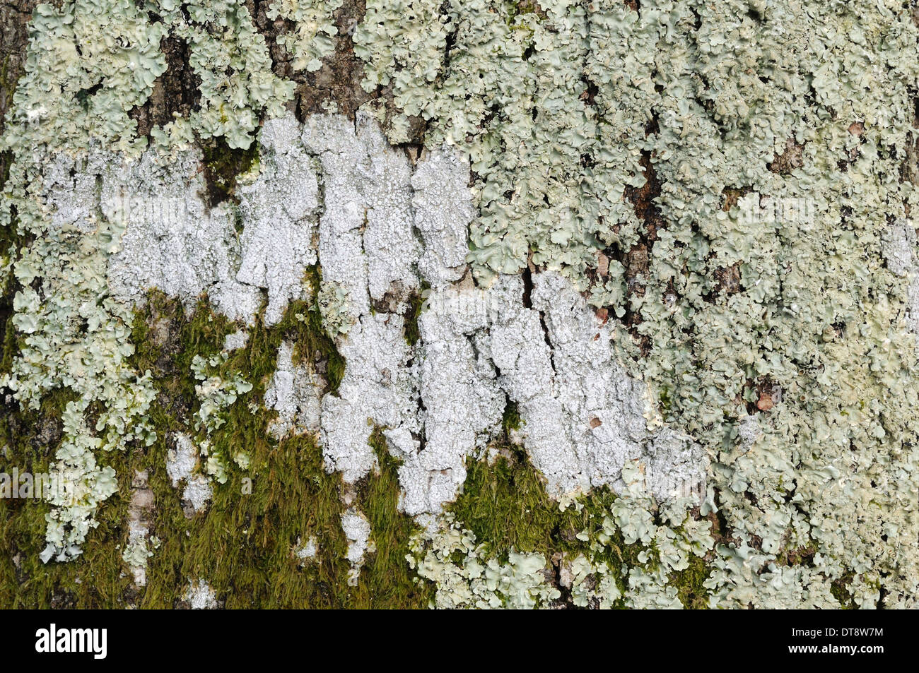 Close up of lichen and moss hi-res stock photography and images - Alamy