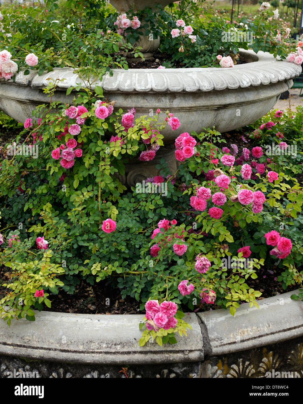 Flowering roses hi-res stock photography and images - Alamy