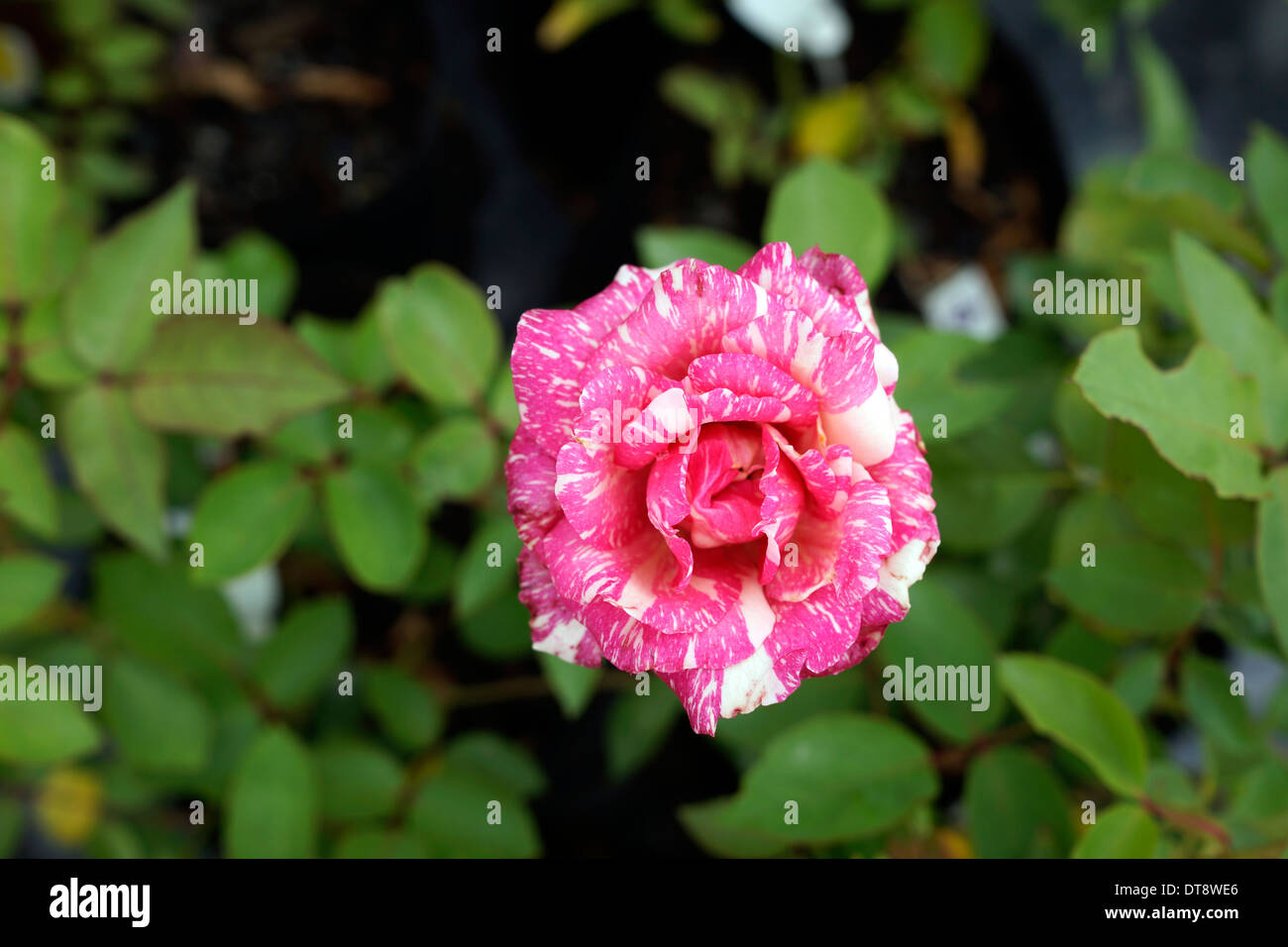 "Pink Intuition" rose for sale at Ludwig's Roses on the farm ...