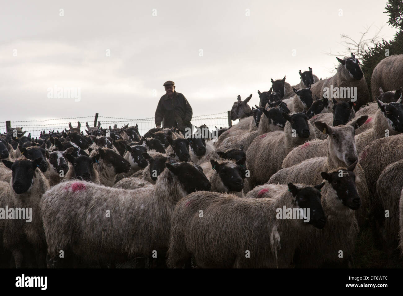Sheep being herded shepherd hi-res stock photography and images - Alamy